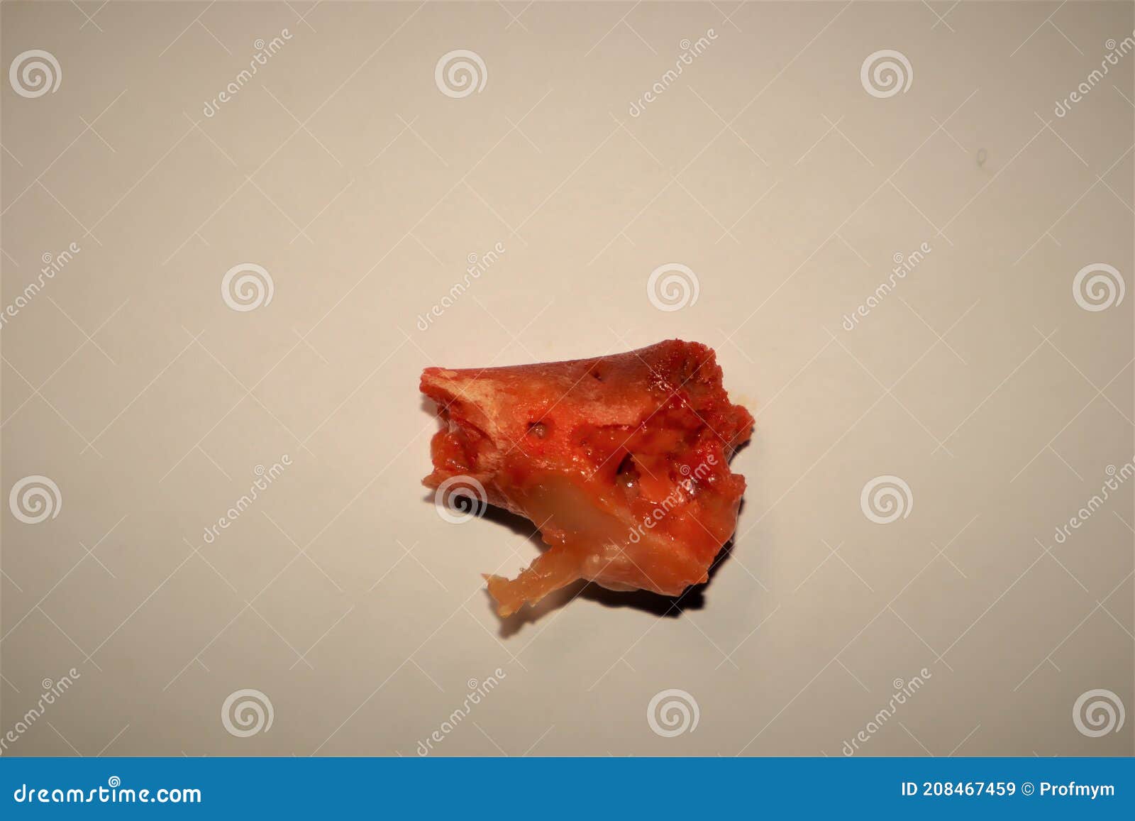 On the Piece of Bone the Cat Bite Force is Shown Cat Bite . Stock Image ...