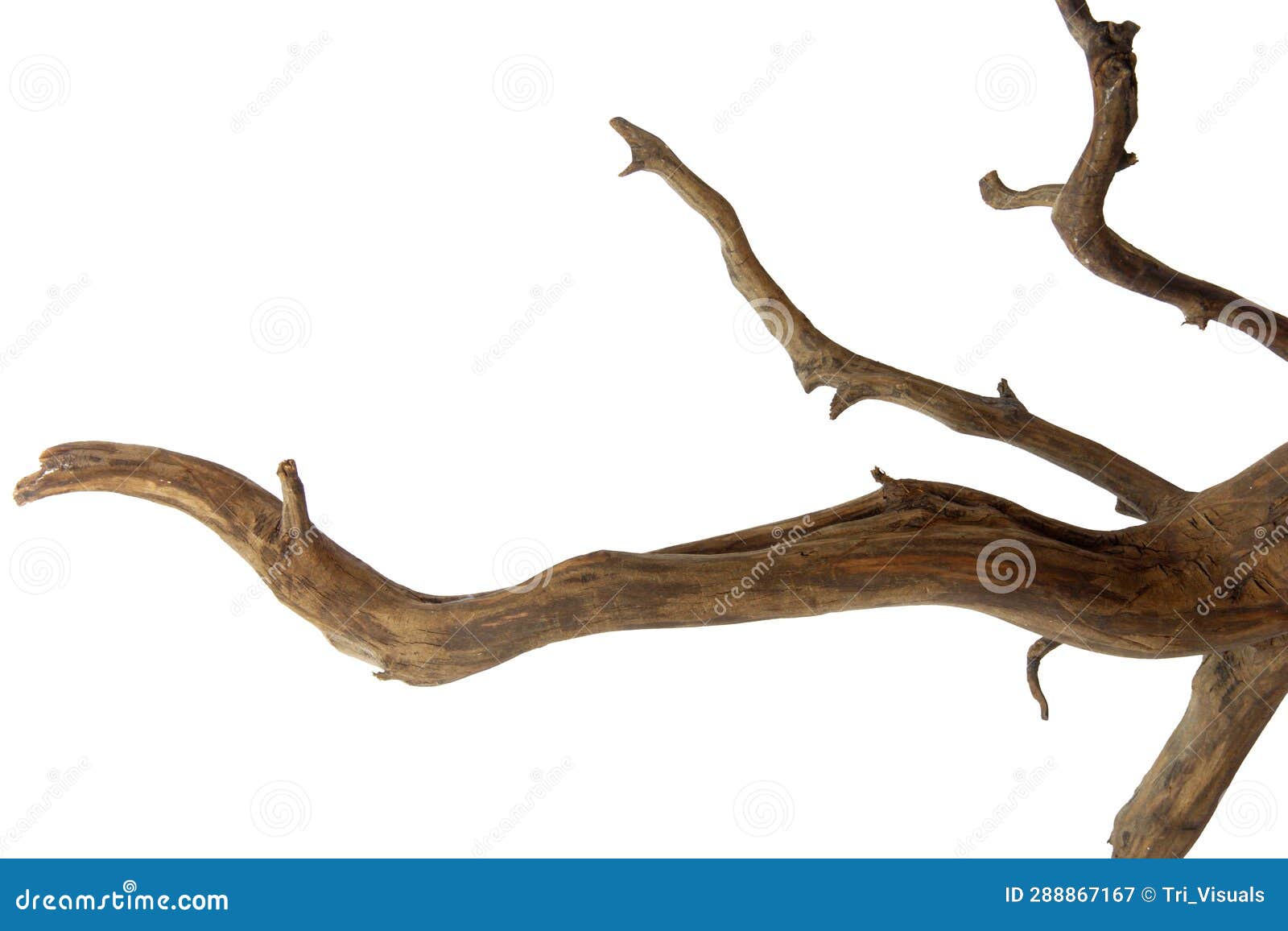 Piece Branch of Curved and Twisted Driftwood Isolated on White ...