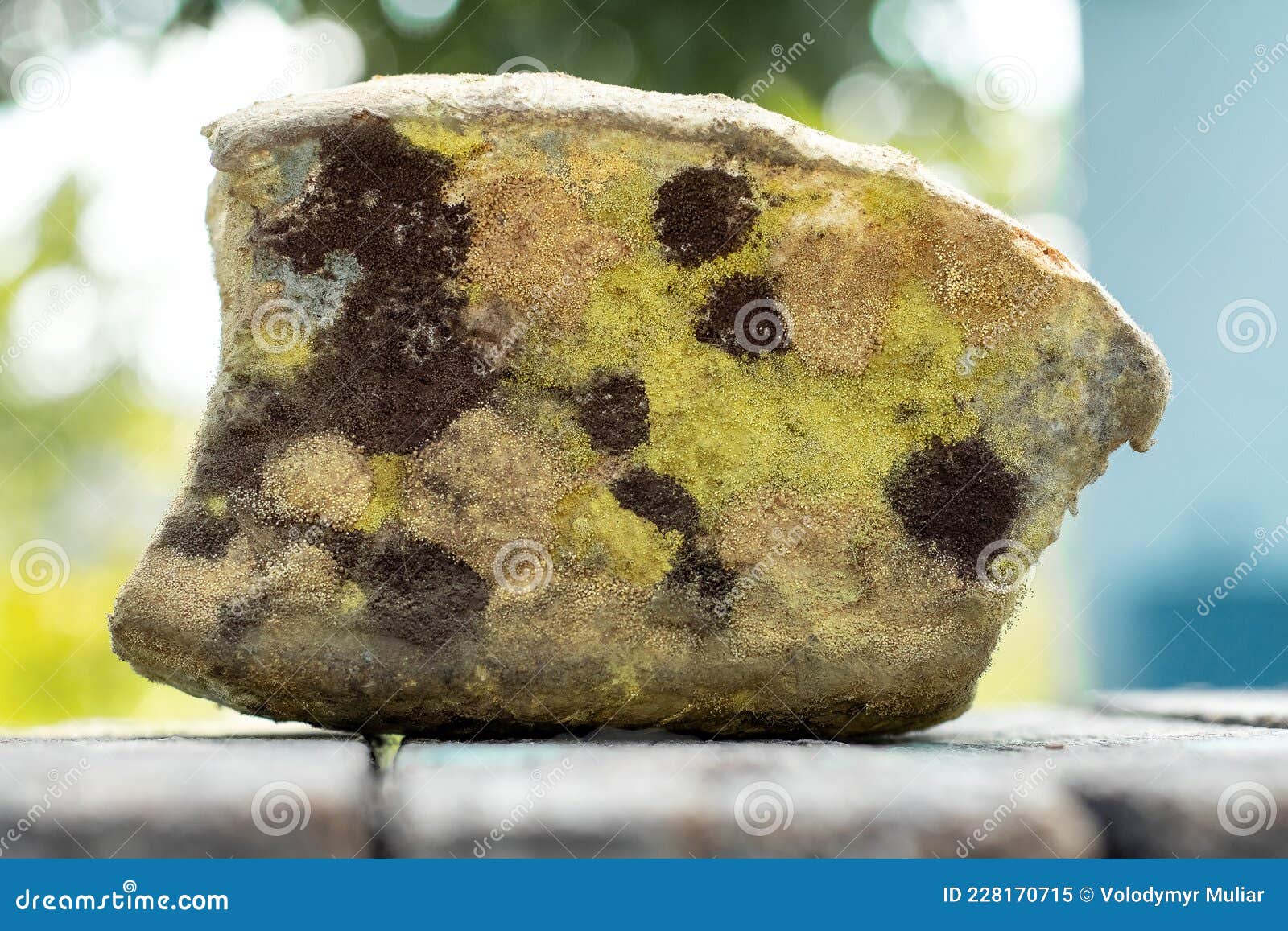 A Piece of Bread Covered with Colorful Mold Stock Image - Image of mold ...