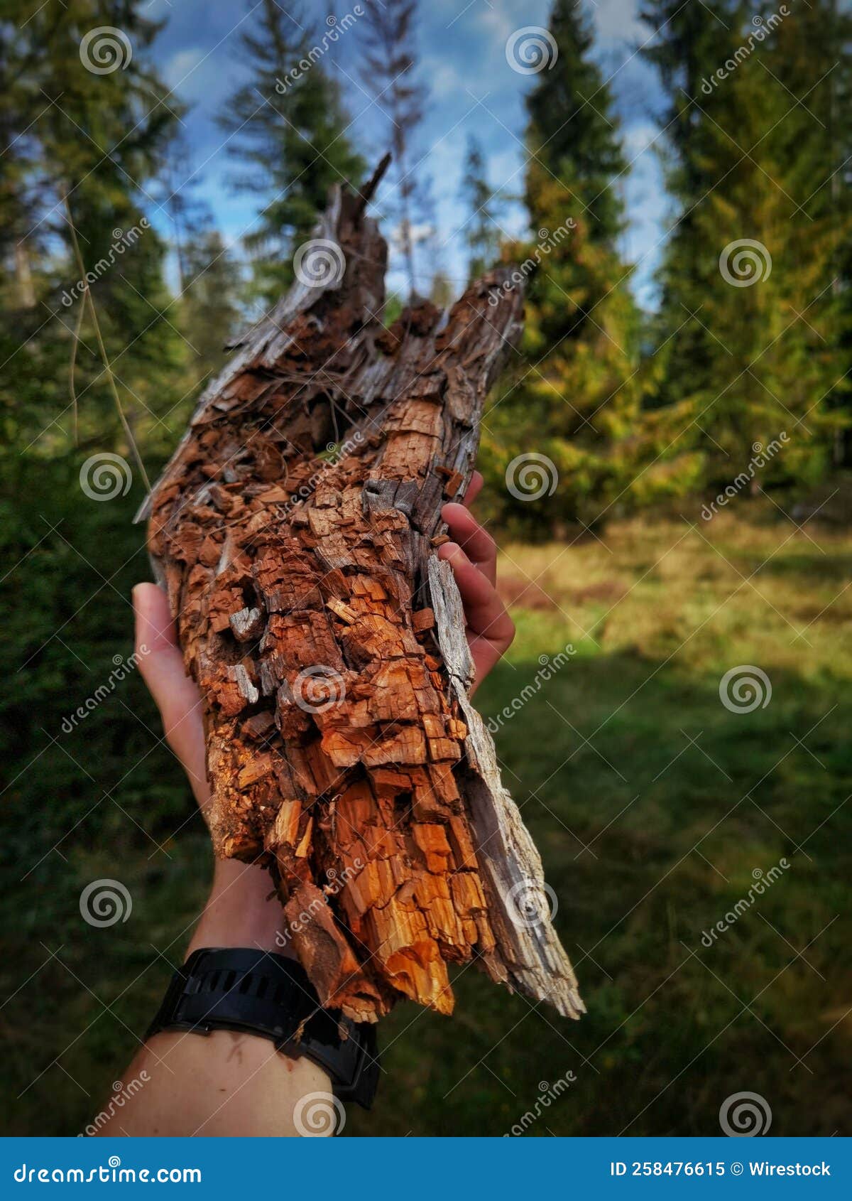 Piece of Broken Tree Stump in a Hand Stock Image - Image of stump ...