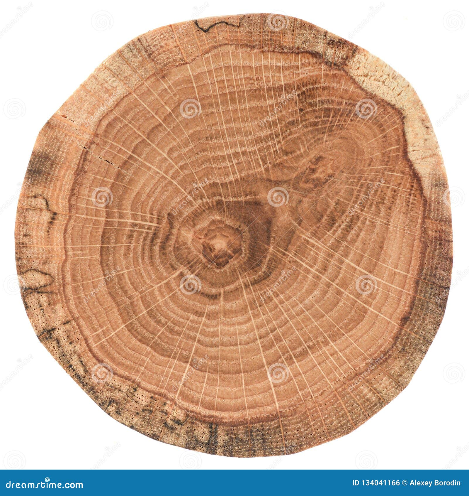 Piece of Circular Wood Cross Section with Tree Growth Rings. Oak Tree ... Piece of Circular Wood Cross Section with Tree Growth Rings. Oak Tree ...