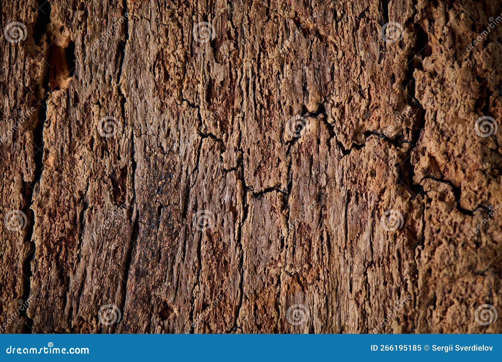 Piece of Cork Tree Bark Closeup. Stock Image - Image of peel, skin ...