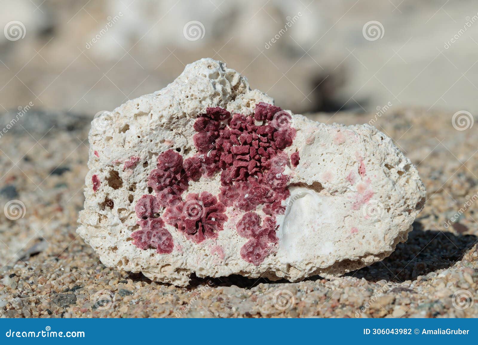 Piece of Dead Coral with Rests of Red Coral Structure. Detail Shot ...