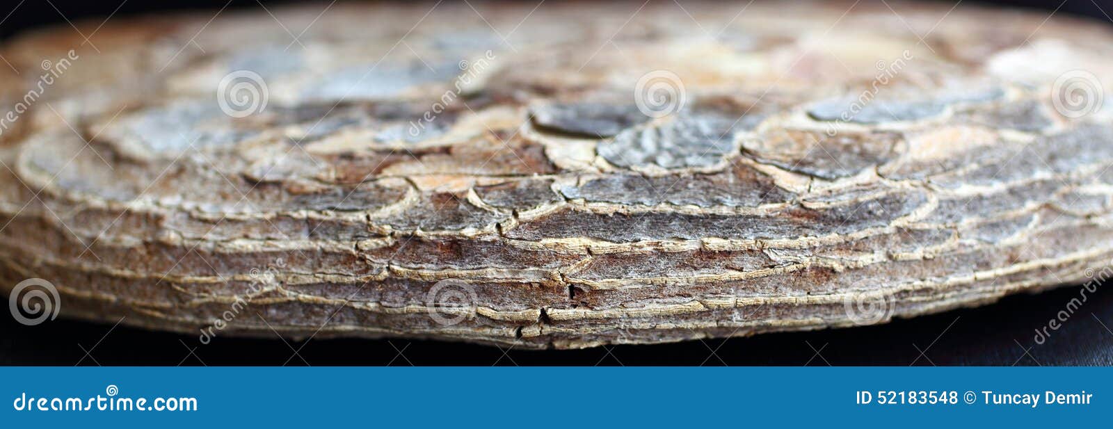 Piece of Dried Bark of Old a Tree Stock Photo - Image of nature, tree ...