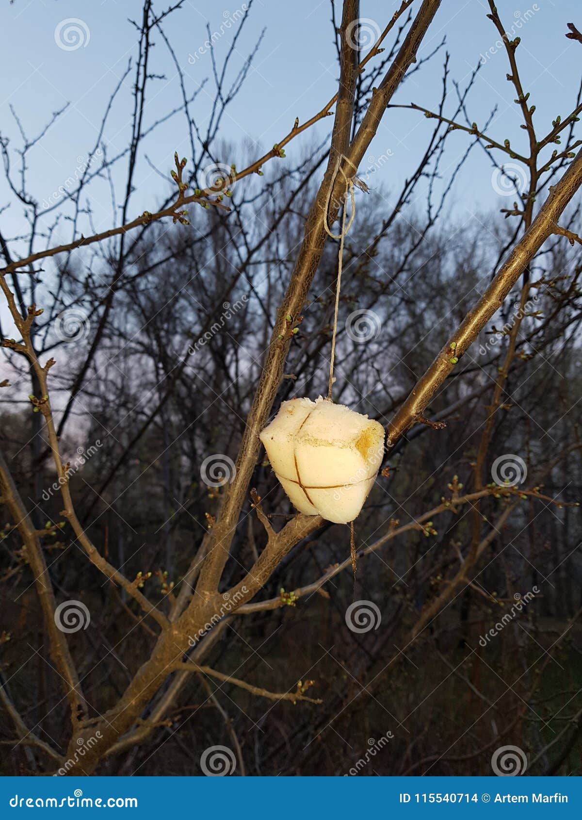 A piece of fat weighs stock photo. Image of branch, string - 115540714 A piece of fat weighs stock photo. Image of branch, string - 115540714