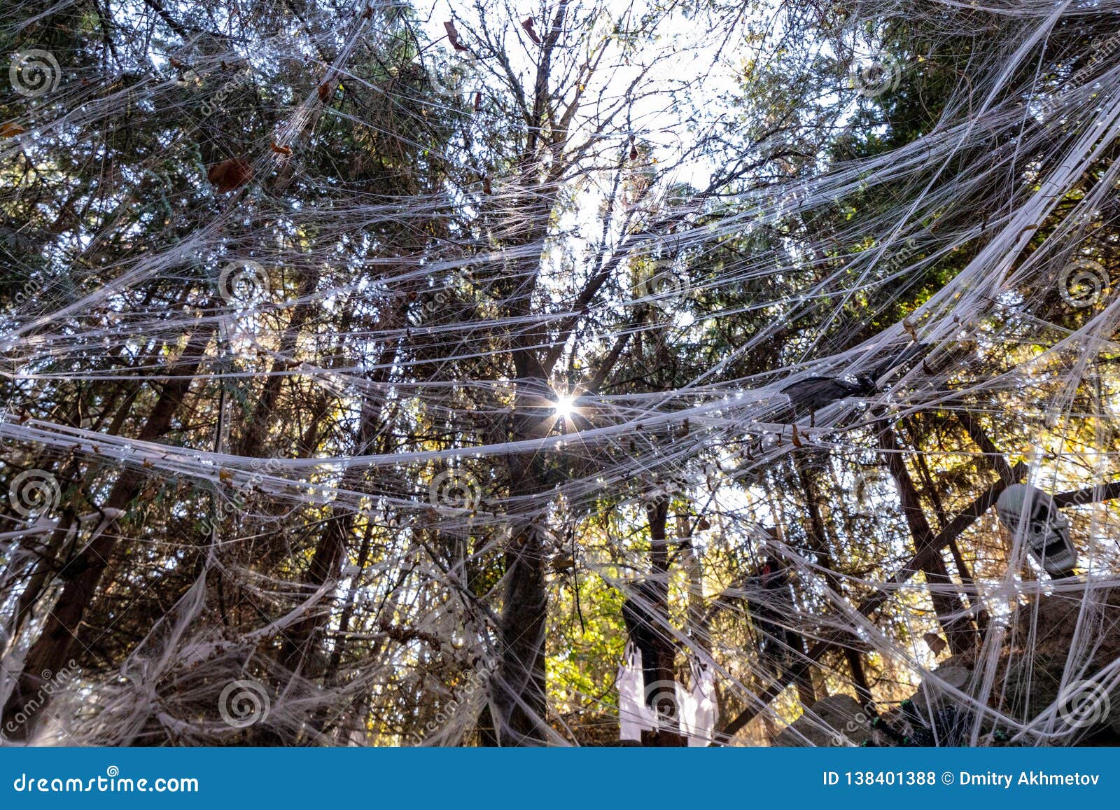 Piece of a Forest Decorated with Cobweb with a Sun Rays Coming from ...