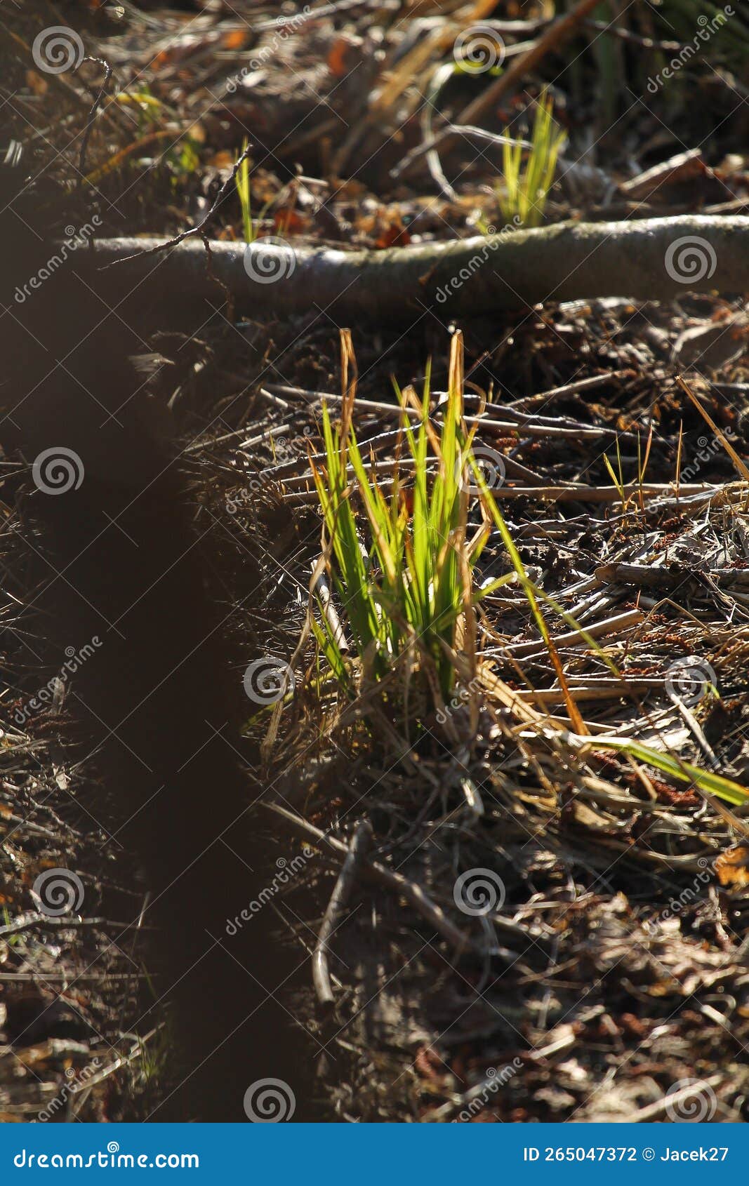 Piece of grass stock photo. Image of leaf, grass, wildflower - 265047372