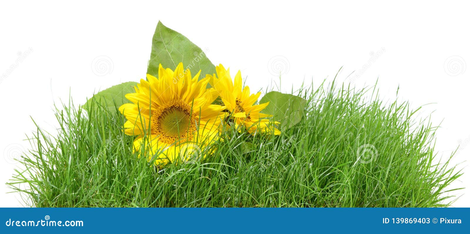 Piece of Grass with Sunflower Stock Image - Image of installation ...