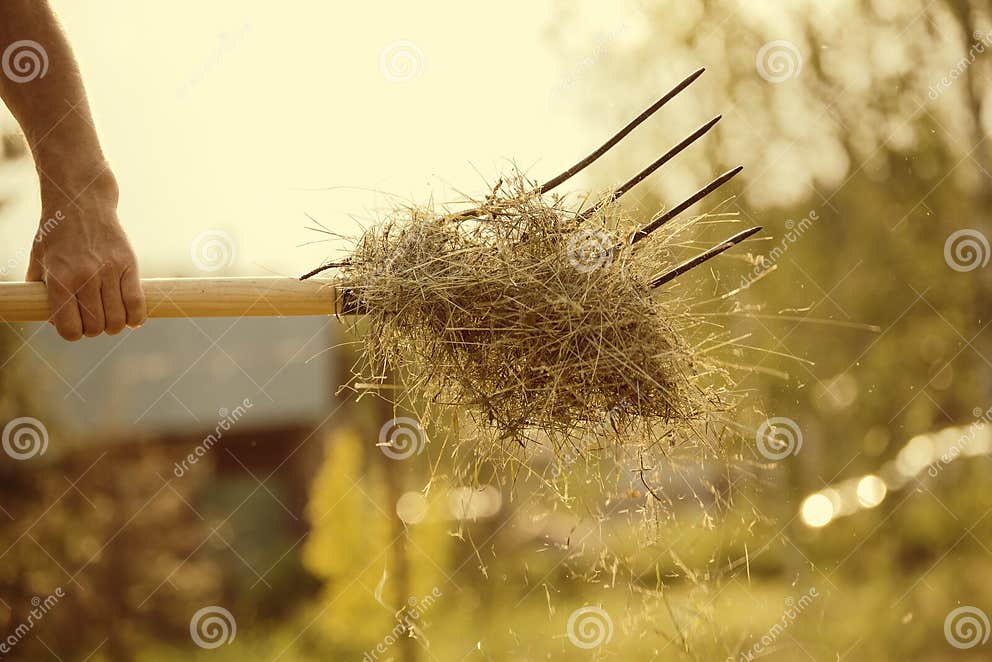 Piece of hay stock photo. Image of harvest, colored, seasonal - 55552904