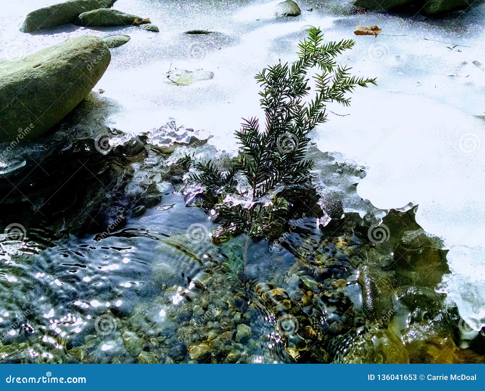 Winter hemlock stock image. Image of piece, frozen, winter - 136041653