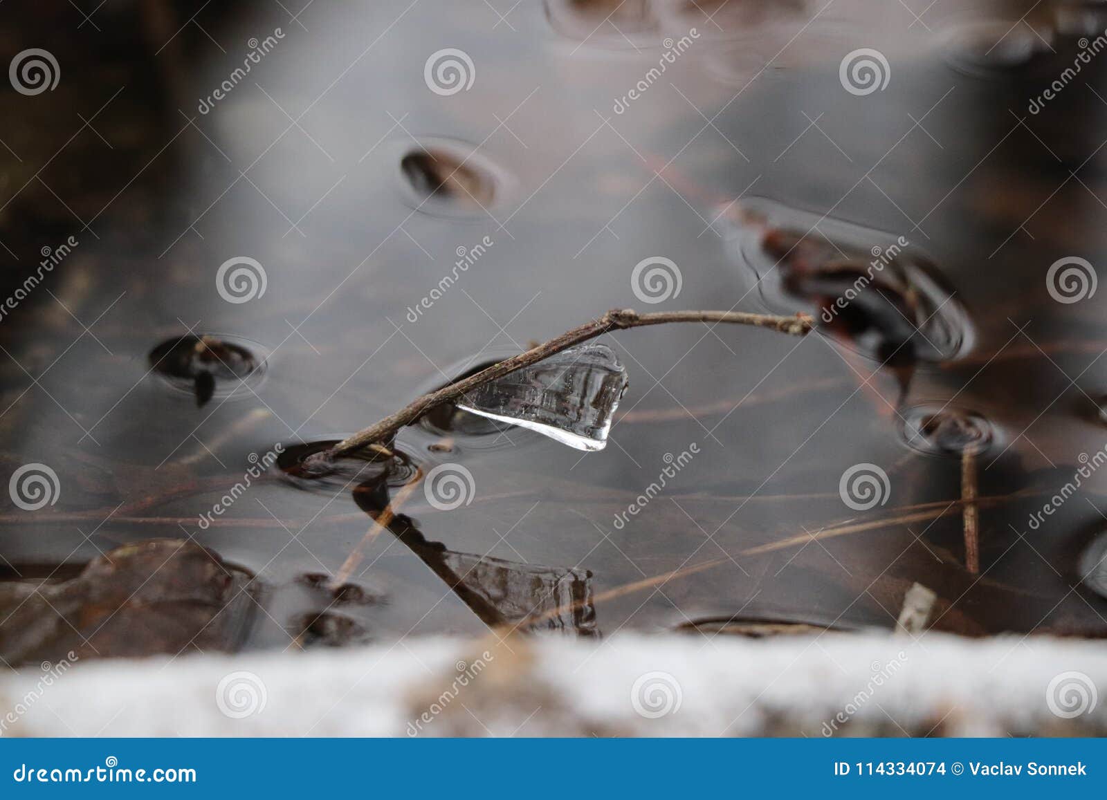 A Piece of Ice on Small Branch on Water Surface Stock Photo - Image of ...