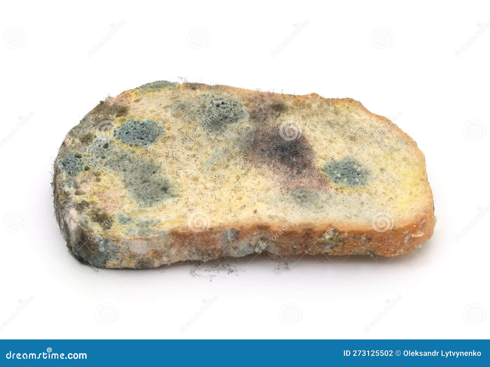 Piece of moldy bread stock photo. Image of piece, isolated - 273125502