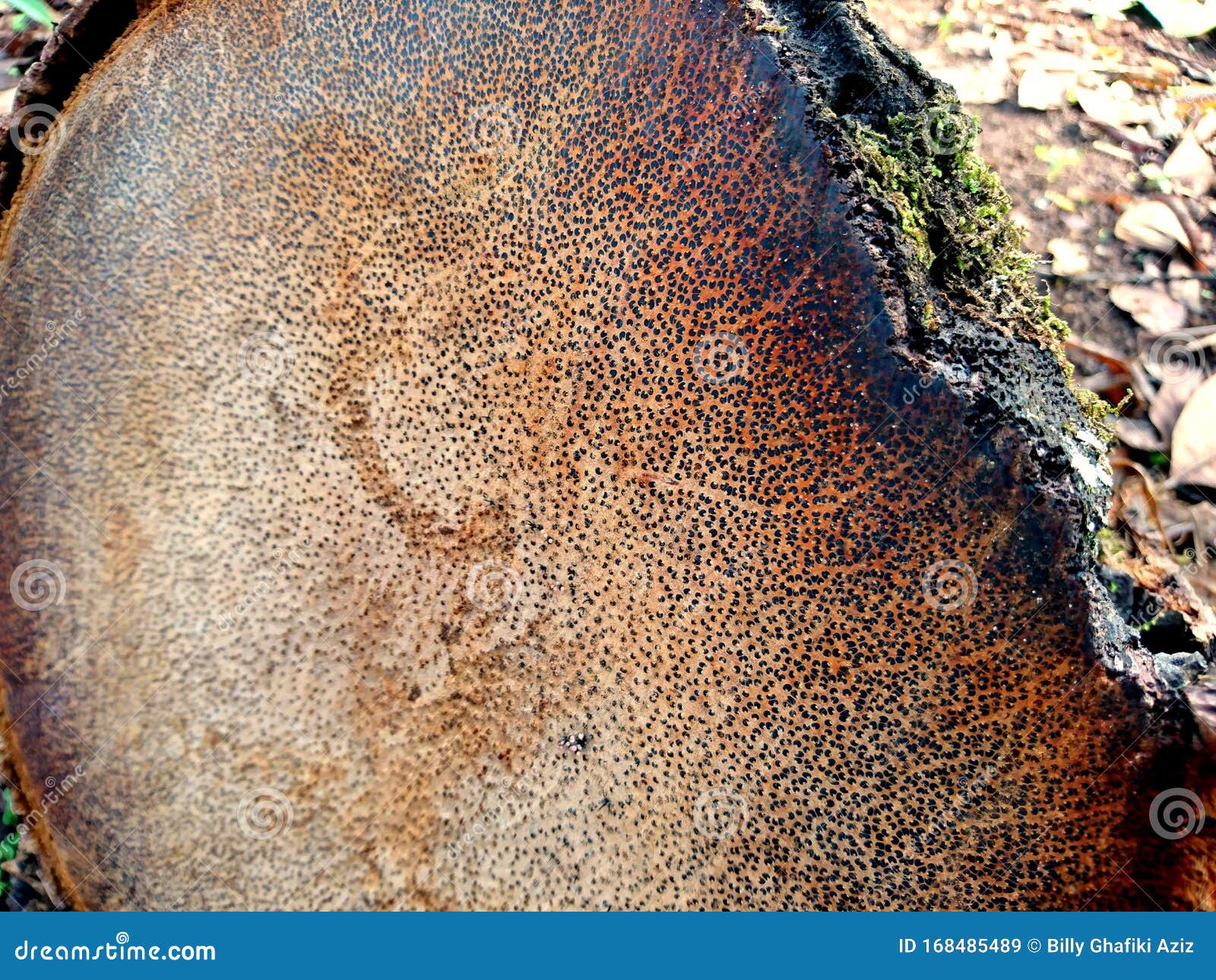 A Piece of Mossy Wood, Wood Texture with Moss on the Edge Stock Image ...
