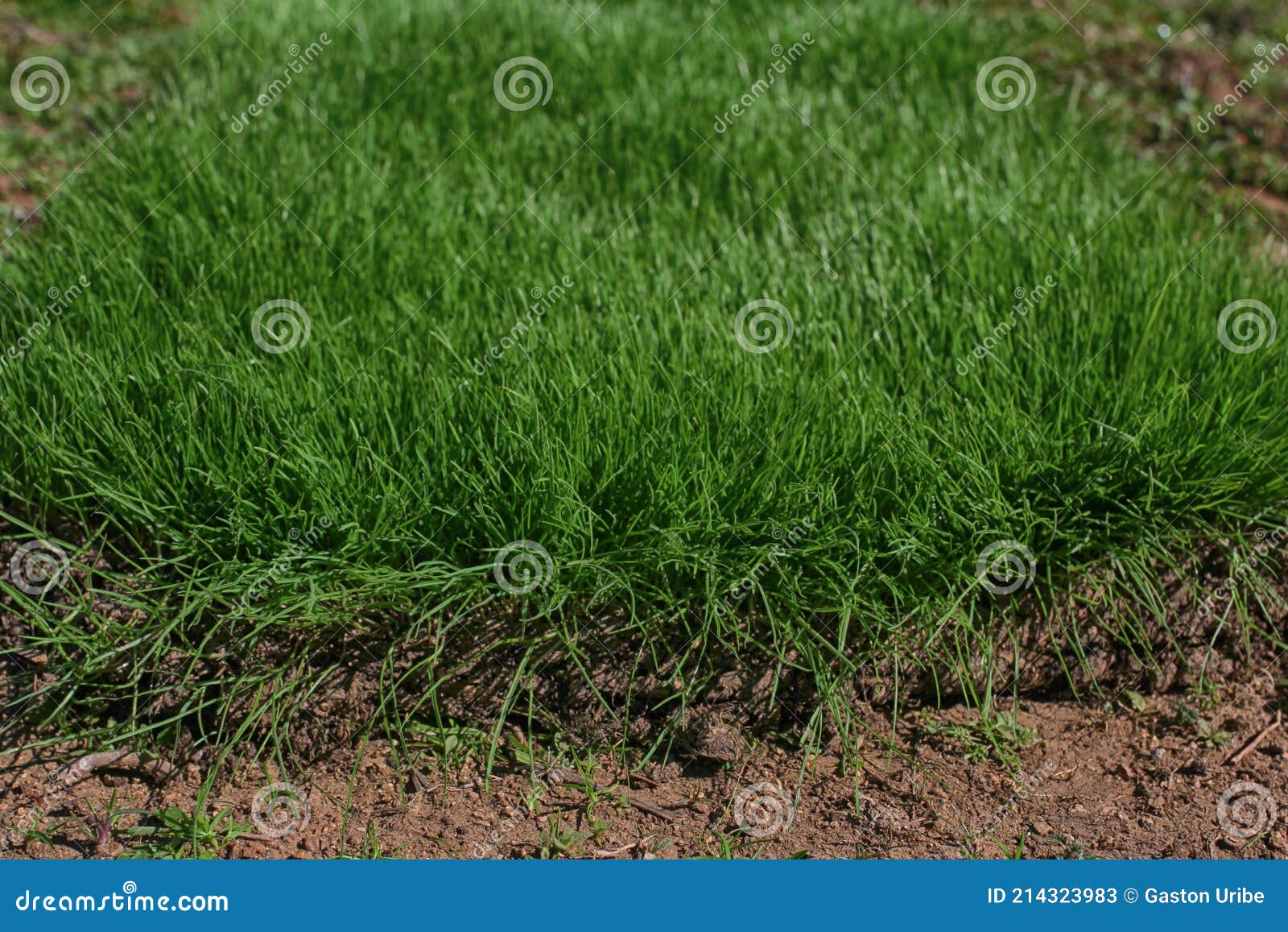 Piece of Natural Organic Grass on the Ground at Daylight Stock Image ...