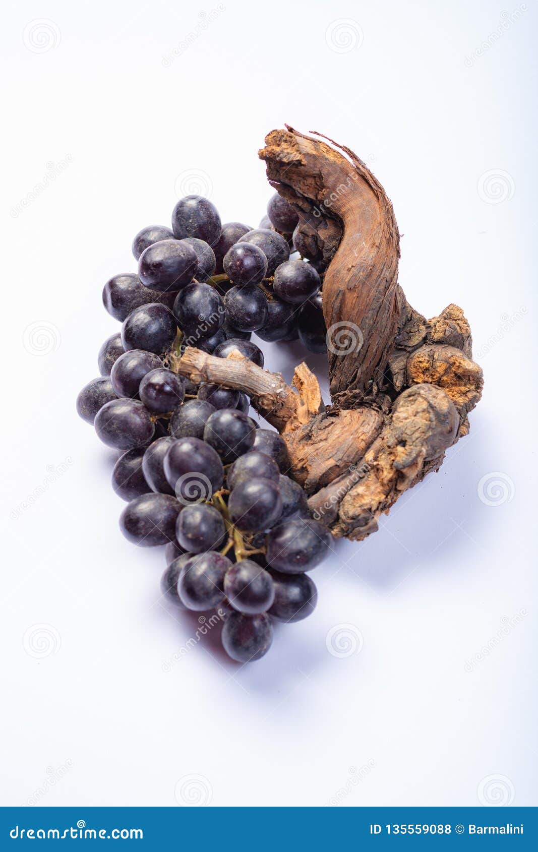 Piece of Old Grapevine and Bunch of Black Grapes on White Background ...