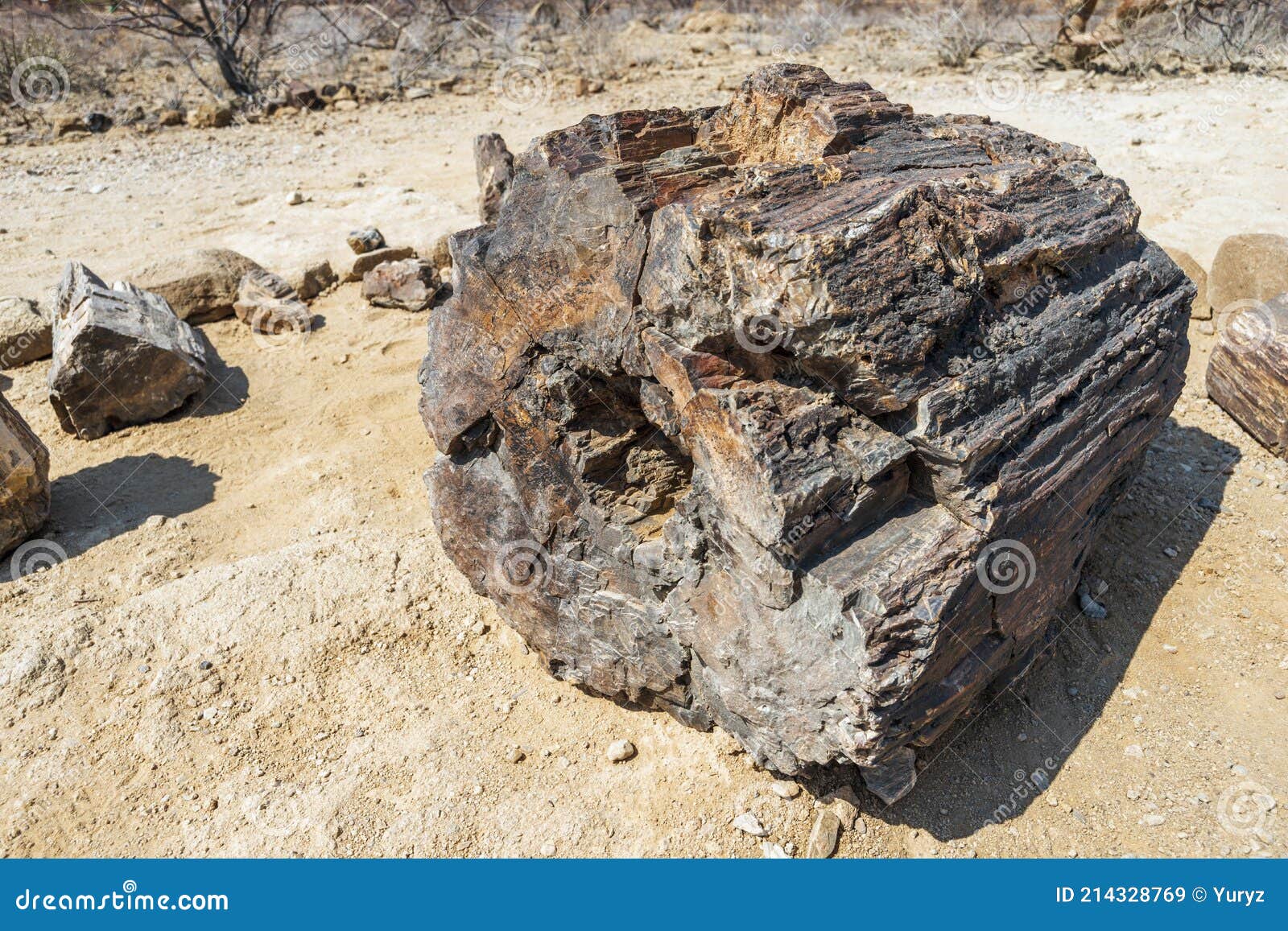 Piece of petrified tree stock image. Image of fragment - 214328769