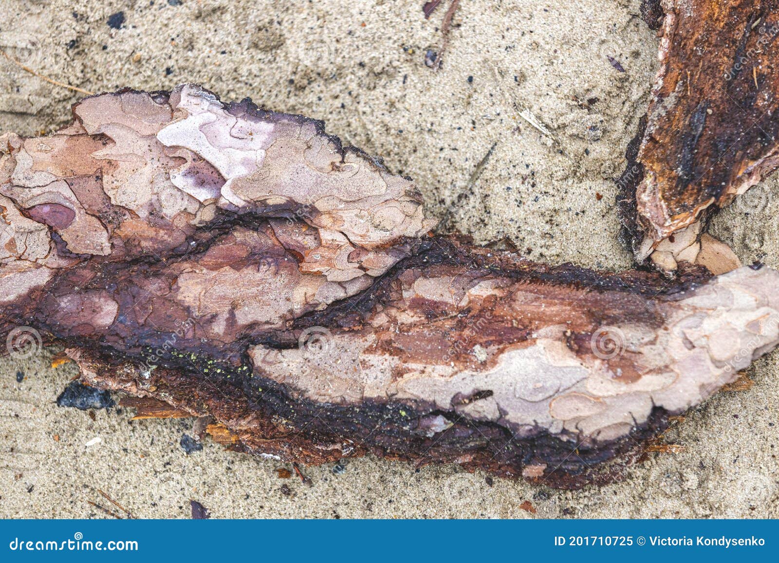 Piece of Pine Bark on Sand Ground Stock Image - Image of cortex, ageing ...