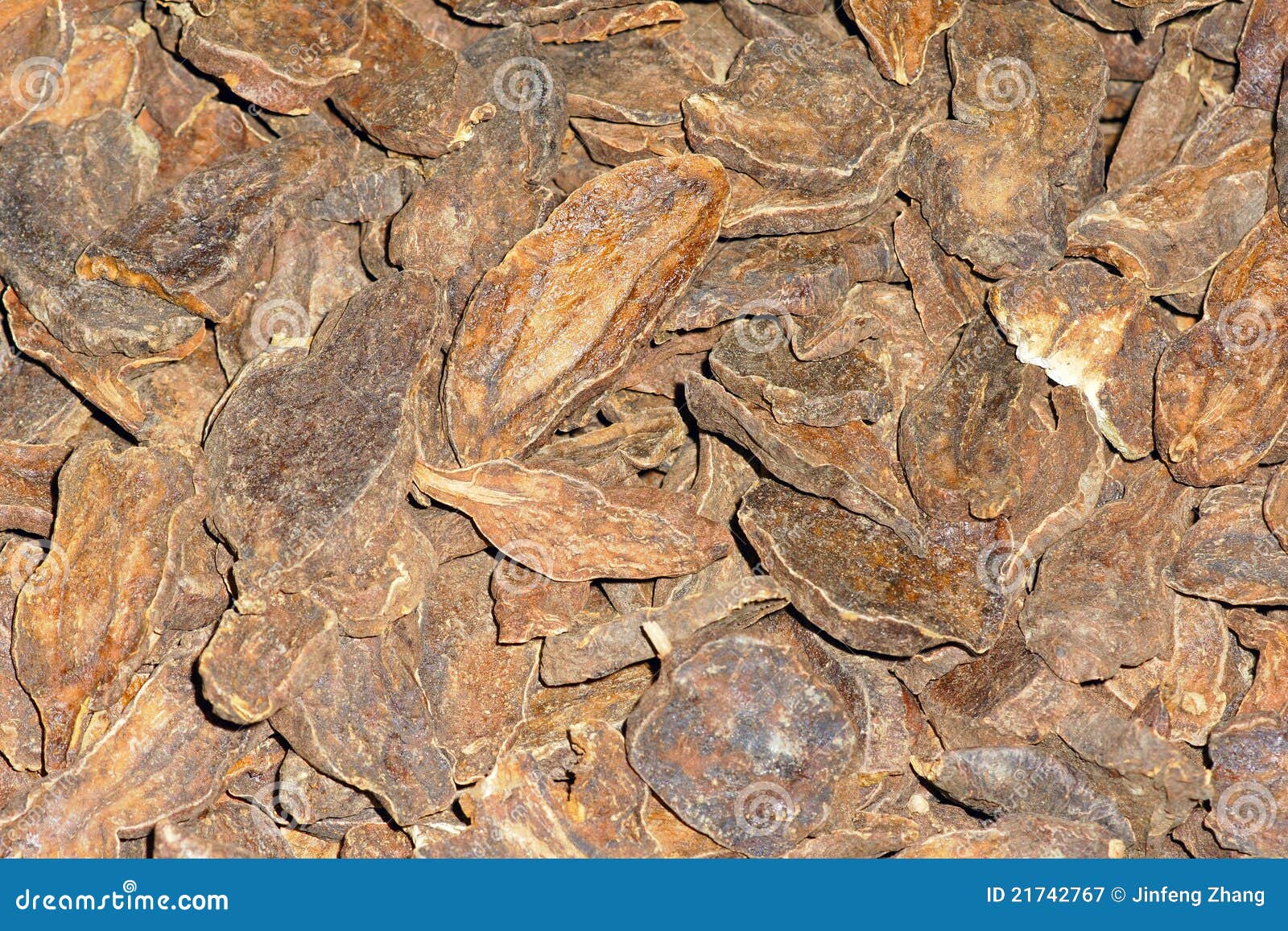 Piece of polygonum stock image. Image of root, polygonum - 21742767