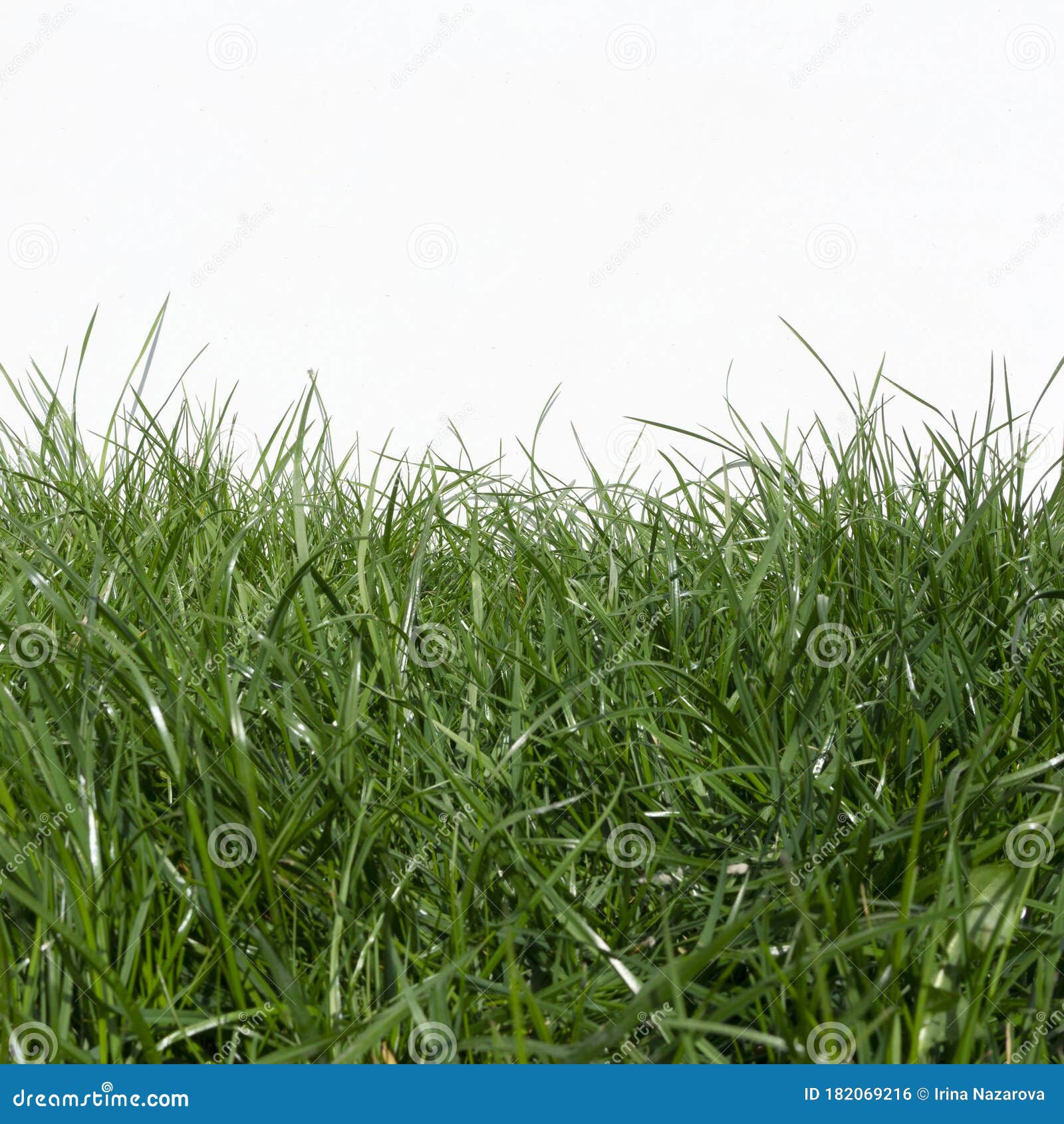 A Piece of Real Lawn with Tall Grass Isolated on a White Background ...