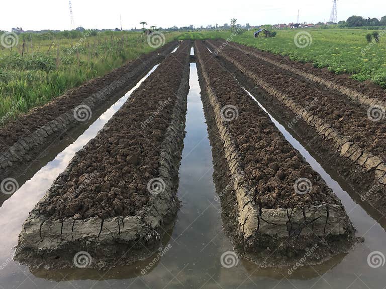 A piece of rice field stock image. Image of field, planted - 221295631