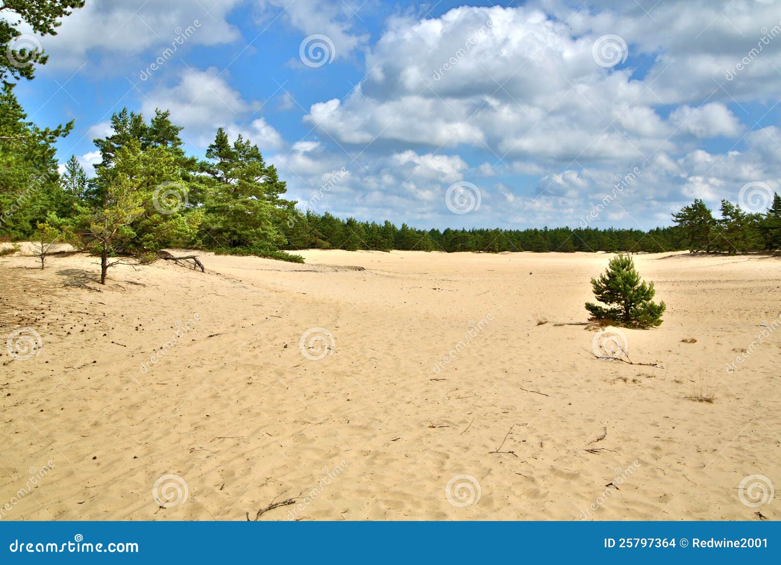 Piece of Sandy Beach Grown by Forest Stock Photo - Image of leaf ...