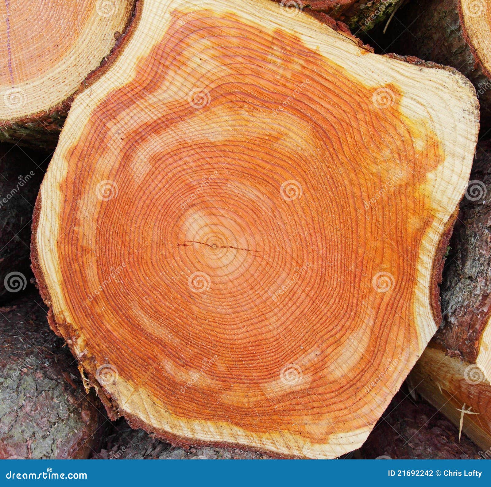 A Piece of sawed timber stock photo. Image of evergreen - 21692242