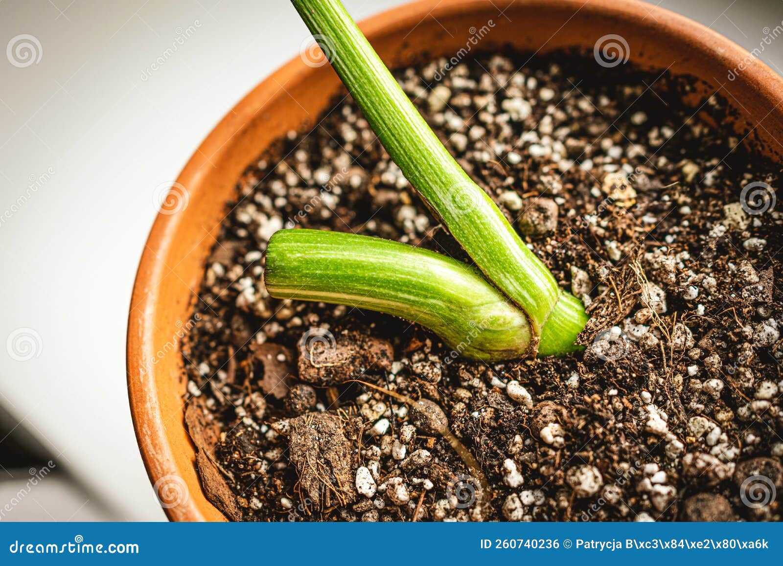 A Piece of Stem. Plant Growth Cone. Monstera Variegata Stock Photo - Image of monstera, herb ...