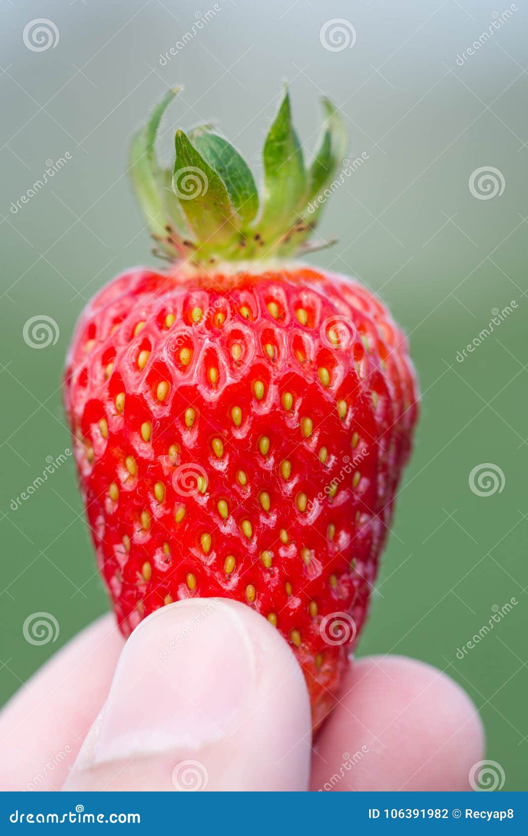 A piece of strawberry stock photo. Image of strawberries - 106391982