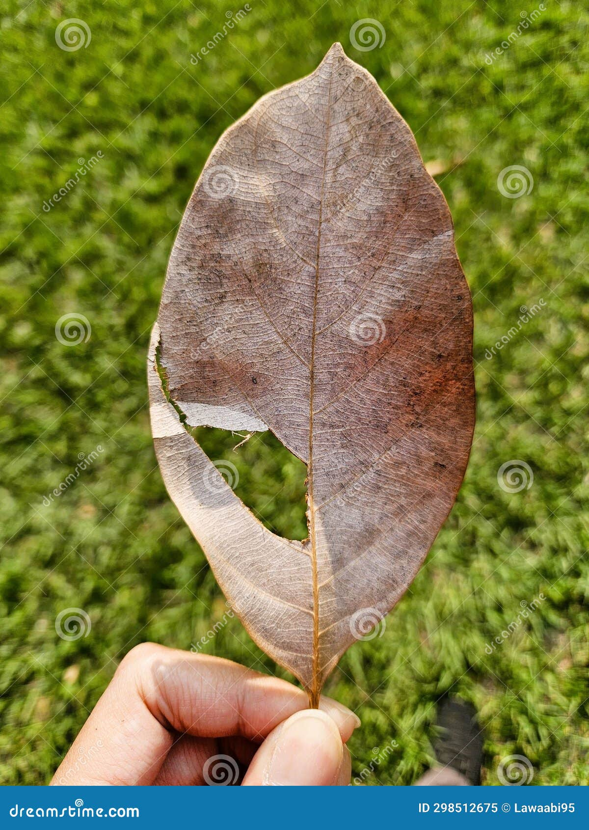 A piece of torn dry leaf stock image. Image of maple - 298512675
