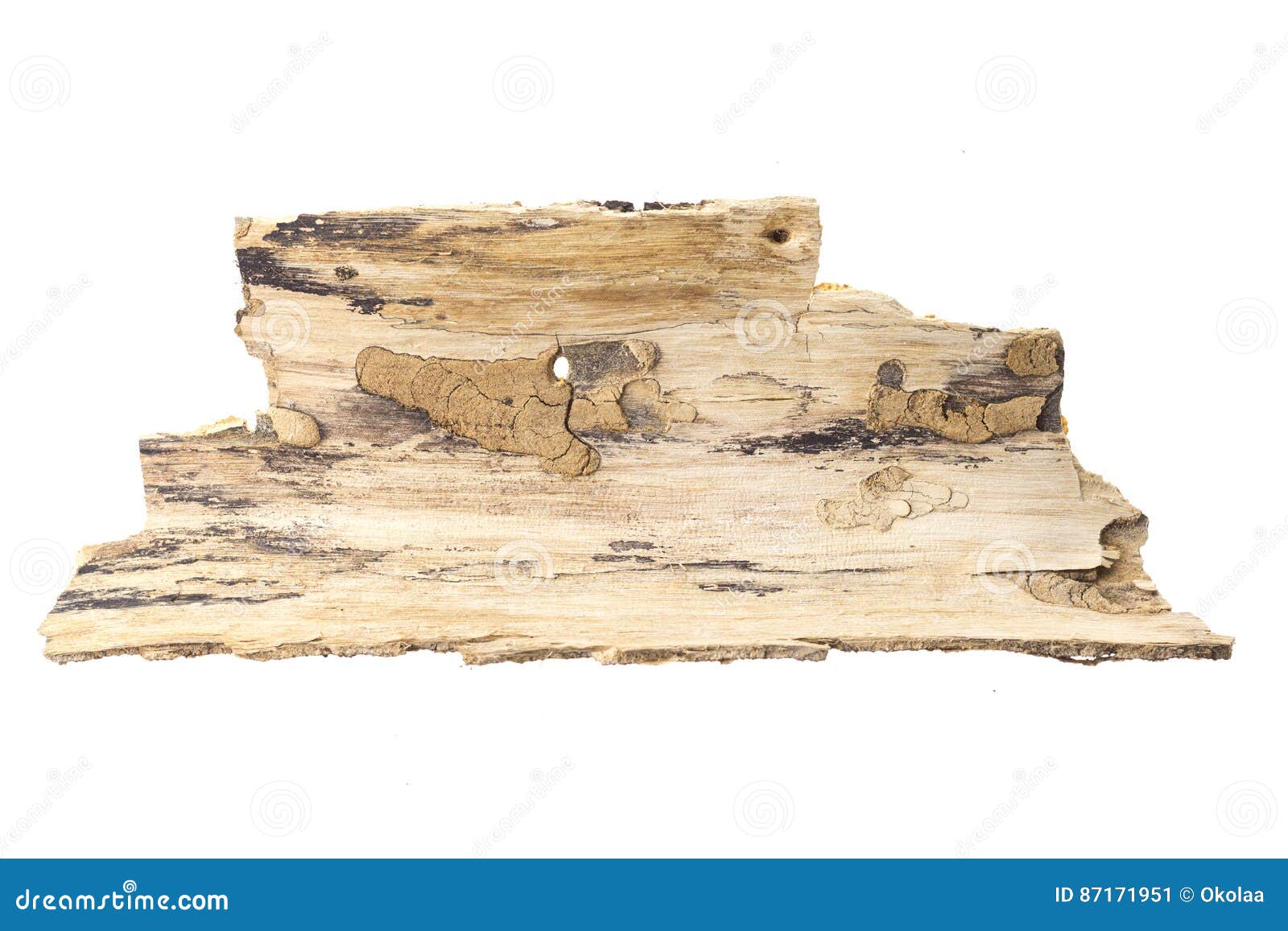 Piece of Tree Bark, Isolated on White Stock Image - Image of graphic ...