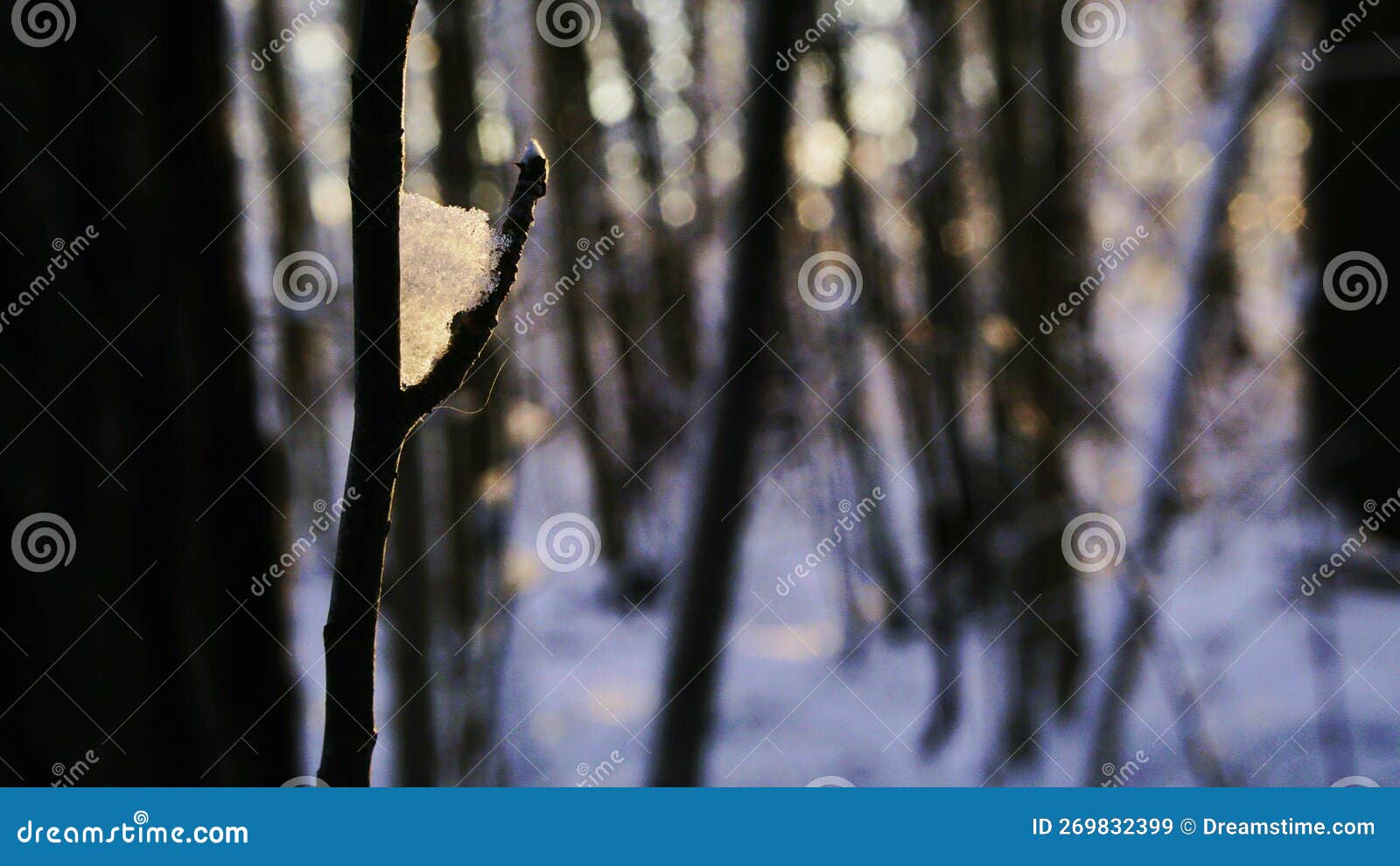 Piece of Tree Bark Pictured Perched Atop a Sturdy Branch in a Tranquil ...