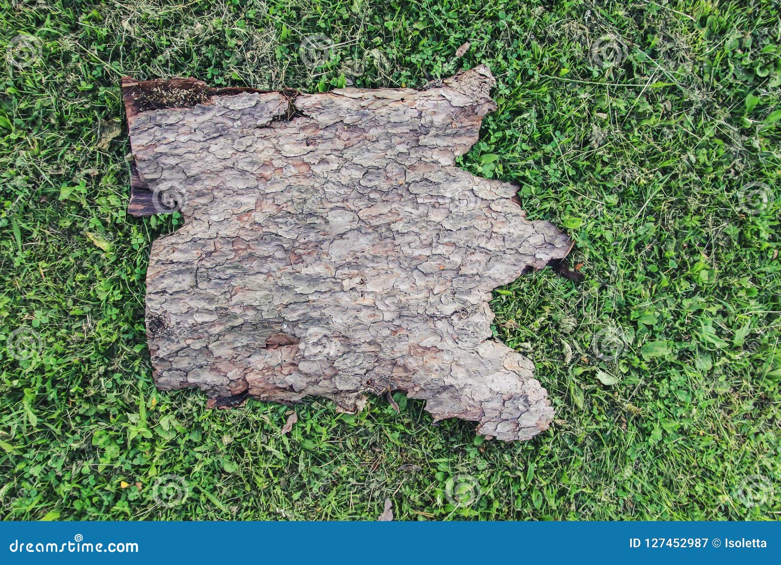 Piece of Tree Bark with Rough Texture on Green Grass. Stock Image ...