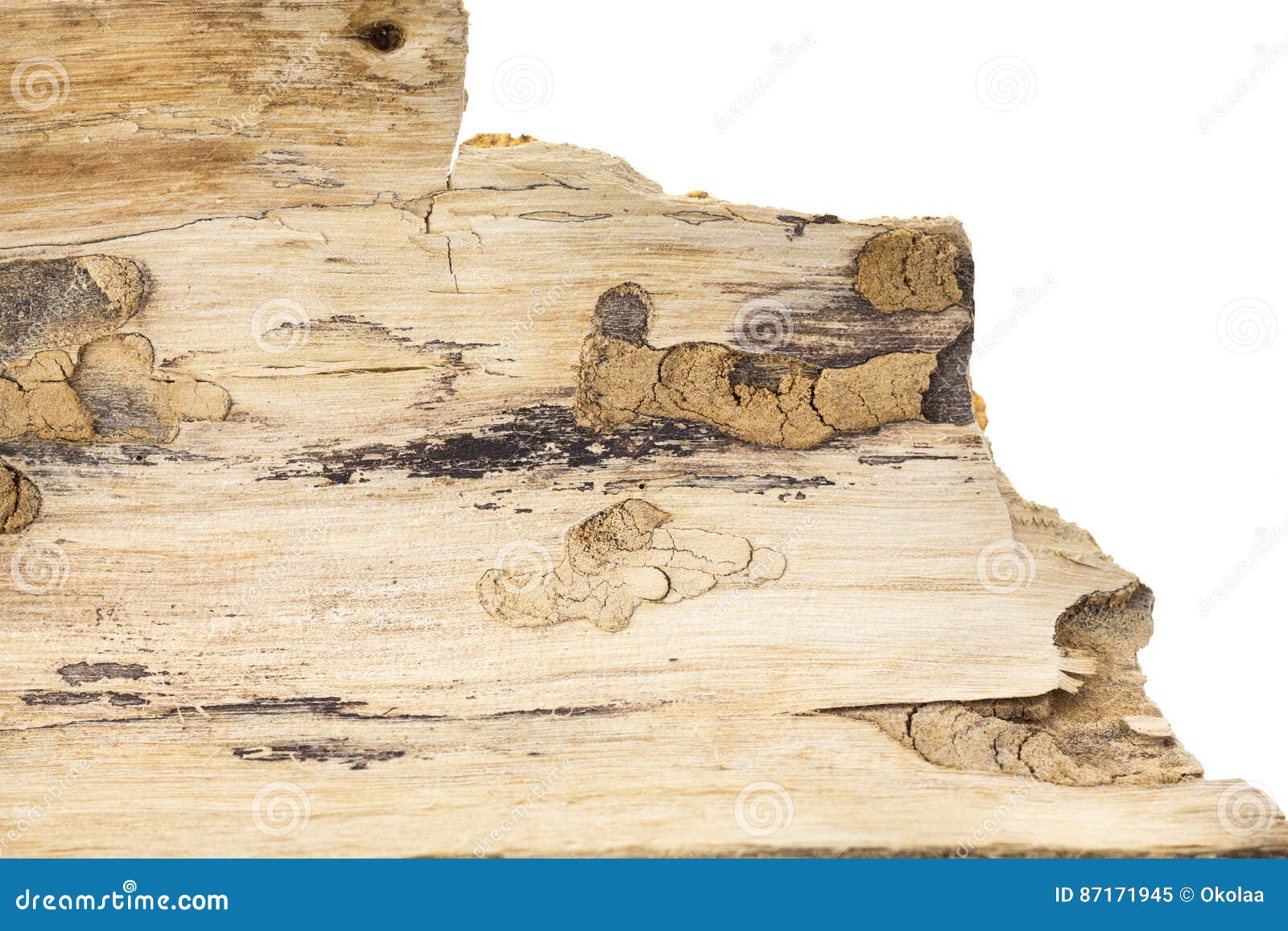Piece of Tree Bark, on White Stock Image - Image of isolated, graphic ...
