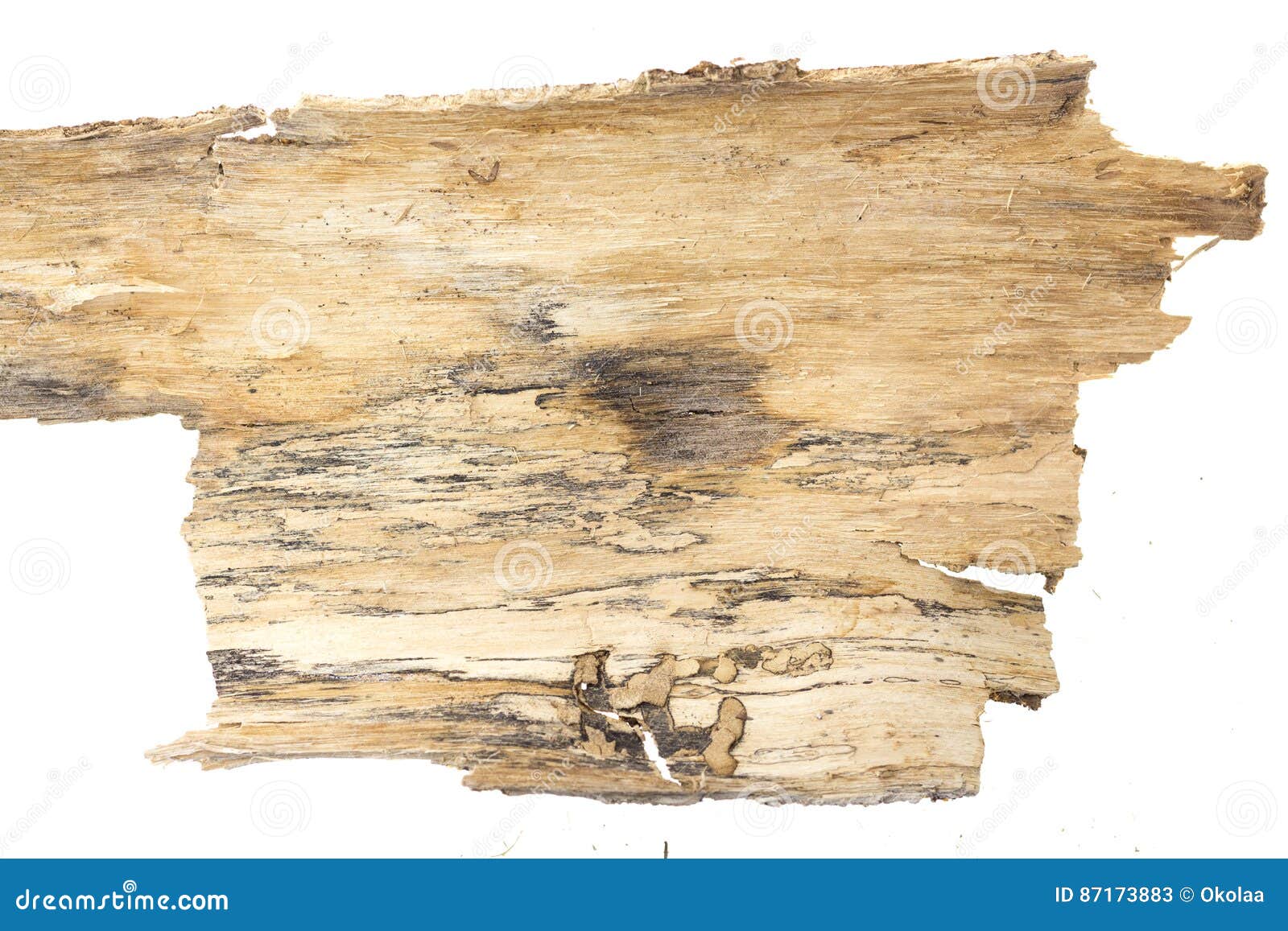 Piece of Tree Bark, on White Stock Image - Image of environment ...
