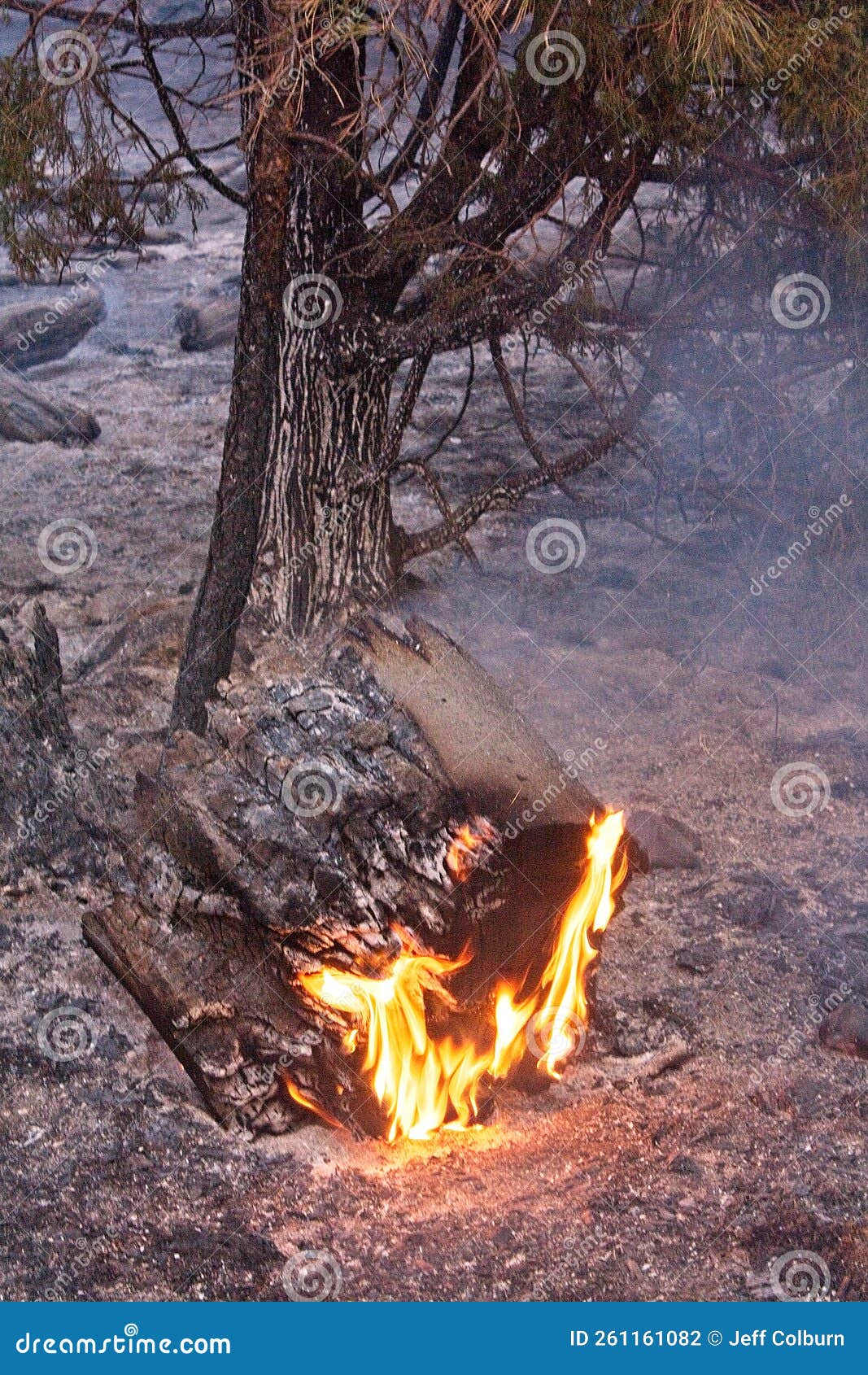 Piece of a Tree on Fire in the Forest. Stock Photo - Image of smoke ...