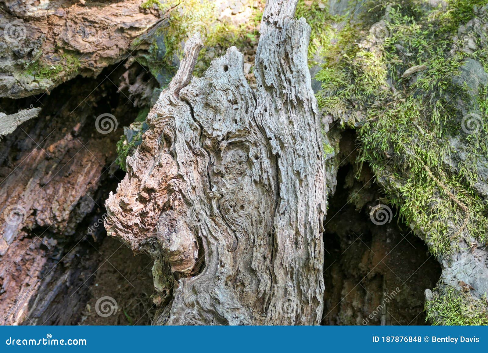 A knotty tree stump stock photo. Image of creating, stump - 187876848