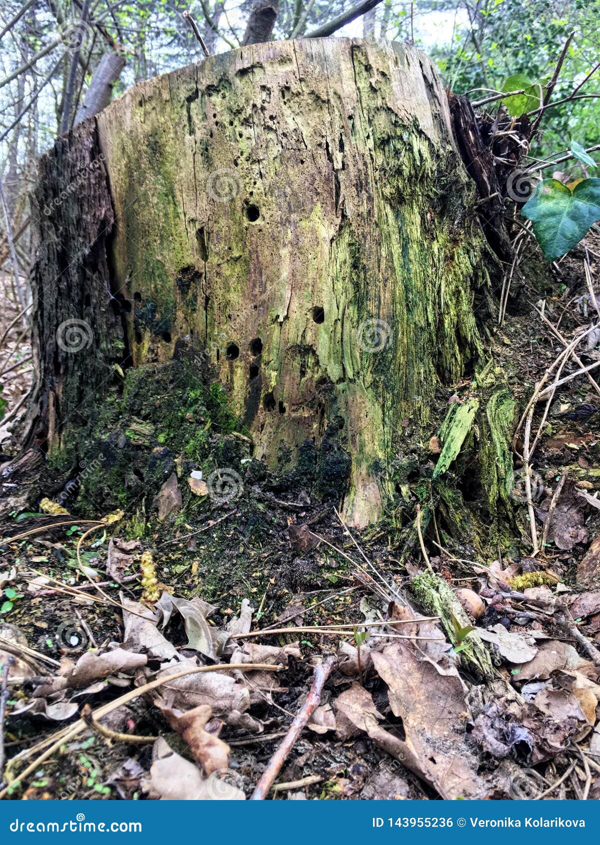 Tree trunk in forest stock photo. Image of moss, wood - 143955236