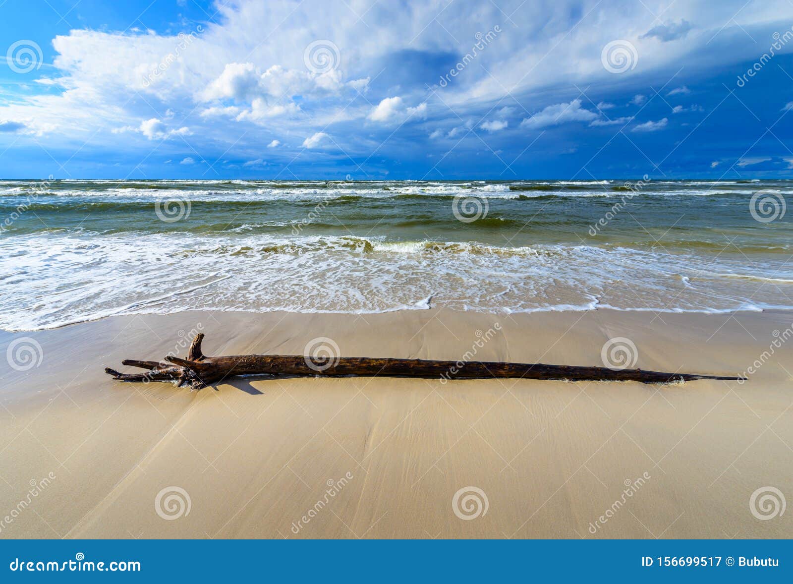 A Piece of Tree Trunk Thrown Onto a Seaside Beach Stock Image - Image ...