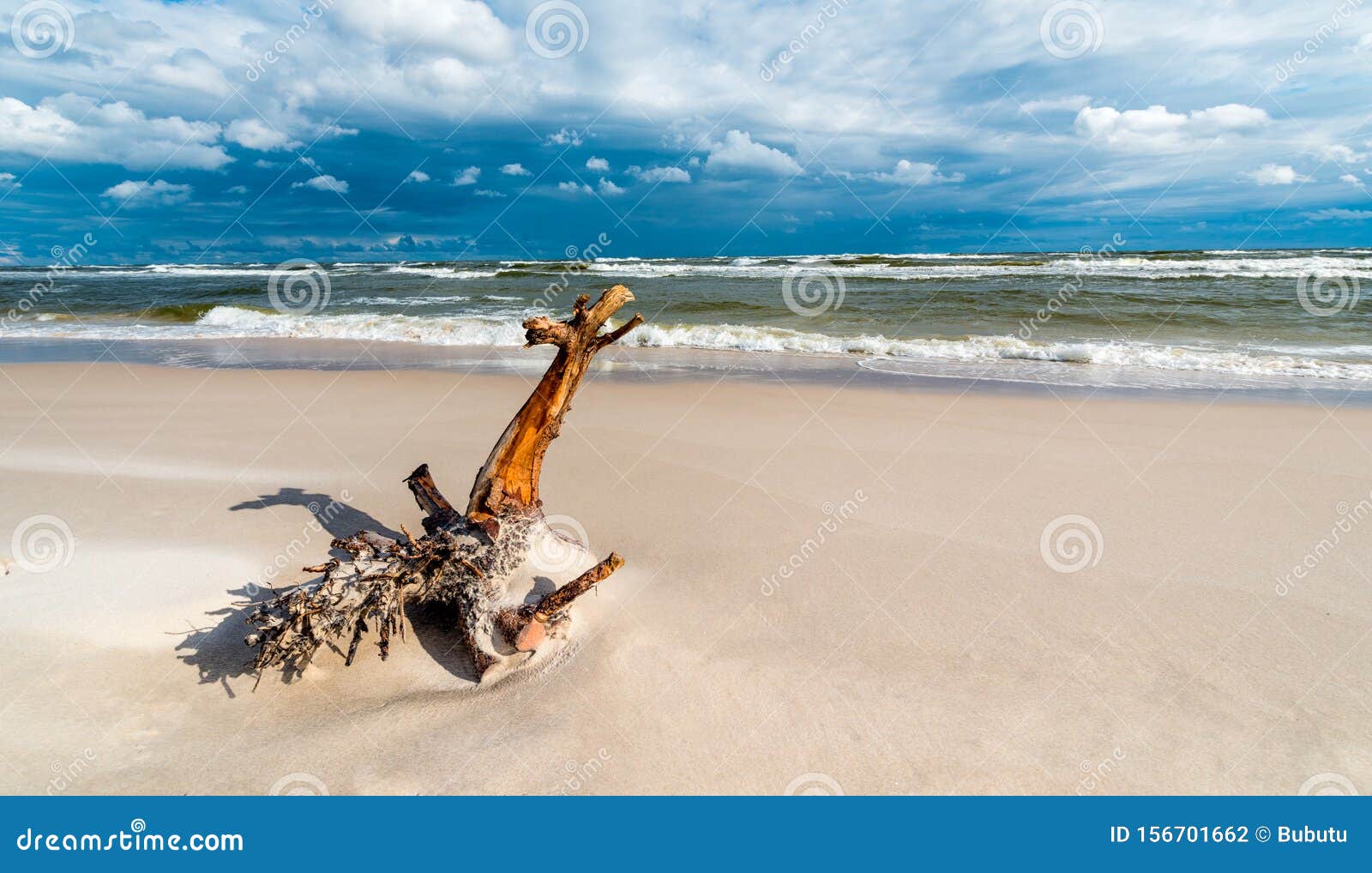 A Piece of Tree Trunk Thrown Onto a Seaside Beach Stock Photo - Image ...