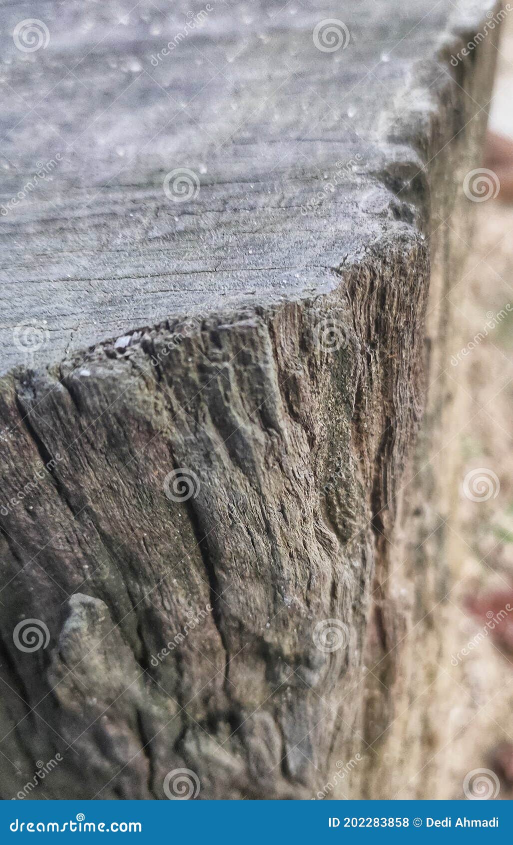 Piece of Ulin tree stock photo. Image of ulin, branch - 202283858
