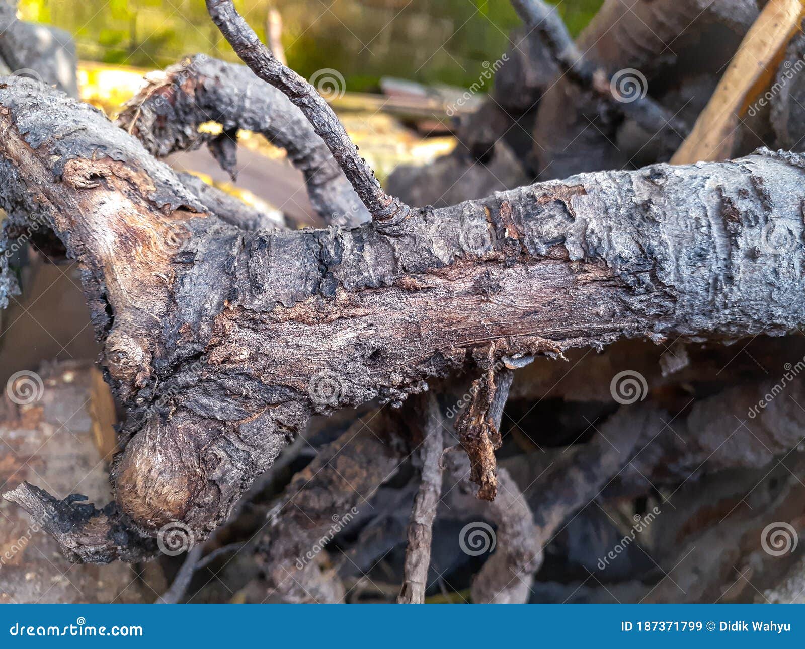 A Piece of Woody Root from a Mango Tree Stock Image - Image of woody ...