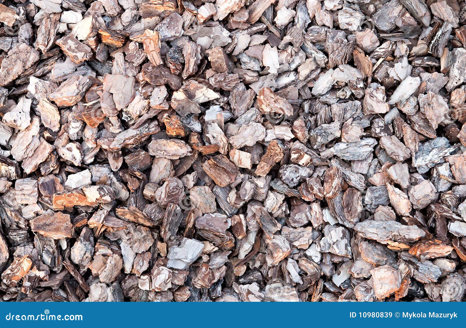 Pieces of bark stock image. Image of environment, park - 10980839