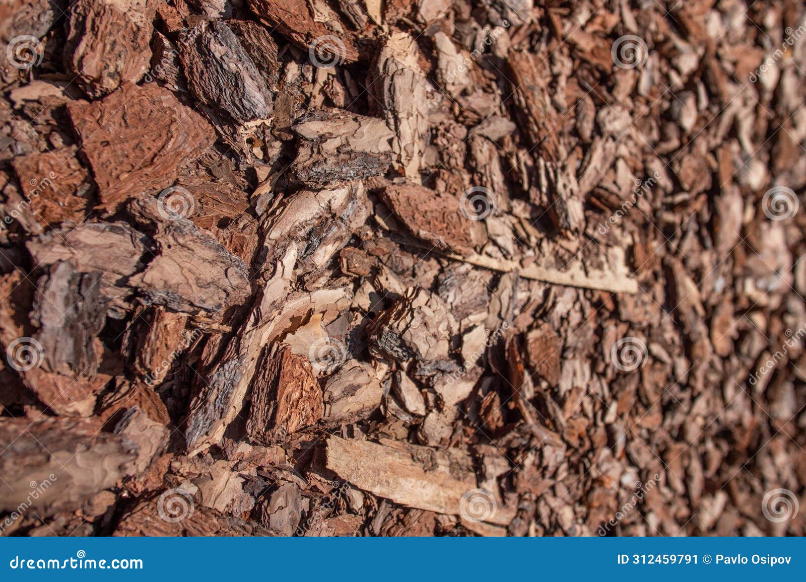 Pieces of Bark Trees of Different Sizes Stock Image - Image of macro ...