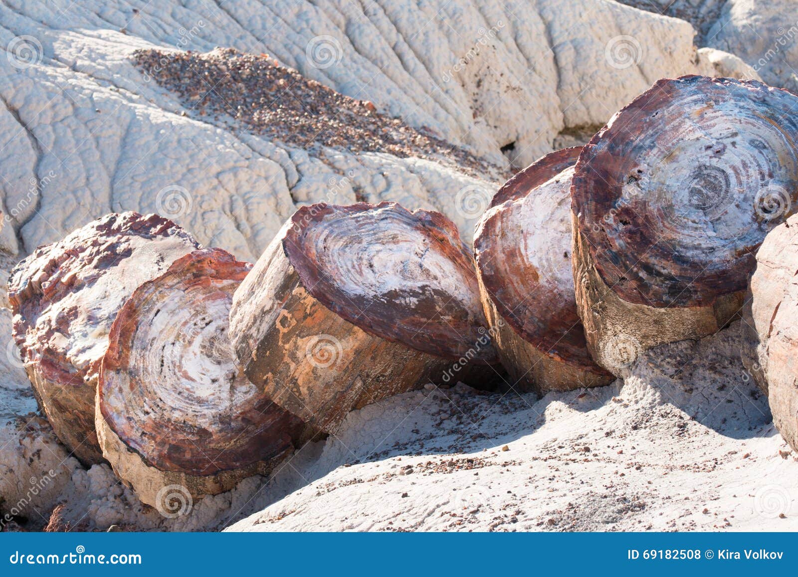 Pieces of Broken Log of Petrified Tree Stock Photo - Image of nature ...