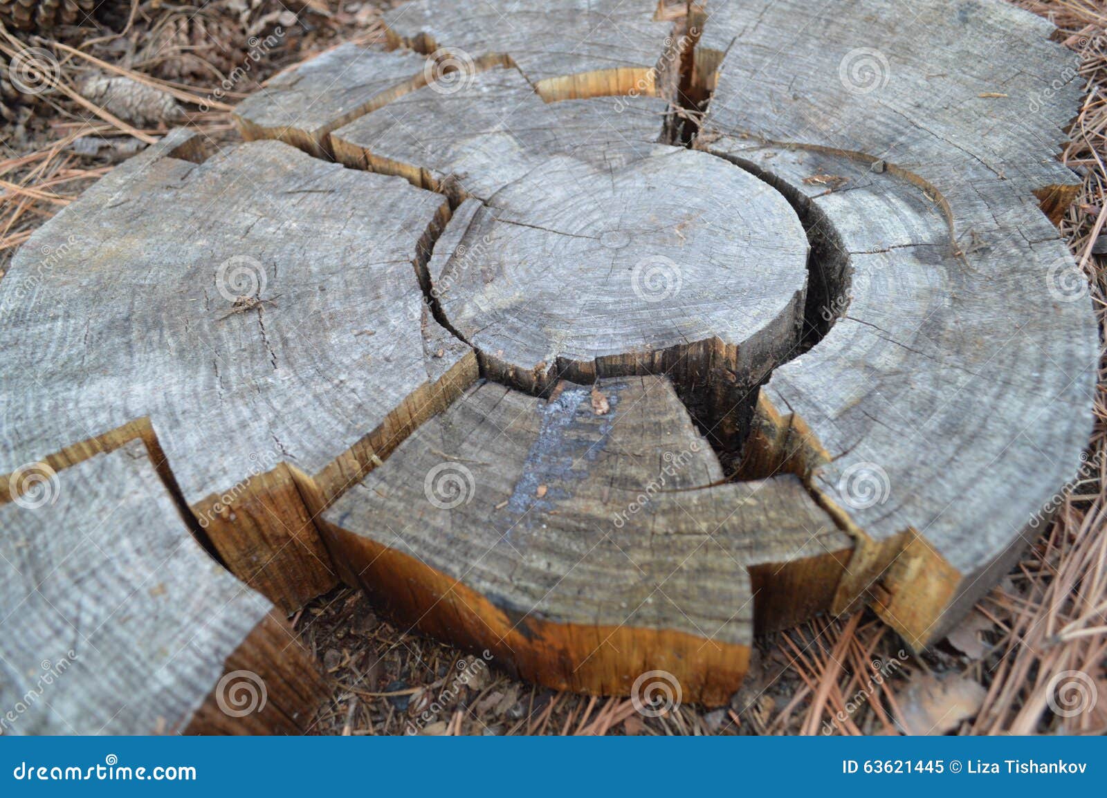 Pieces of broken tree ring stock image. Image of wooden - 63621445