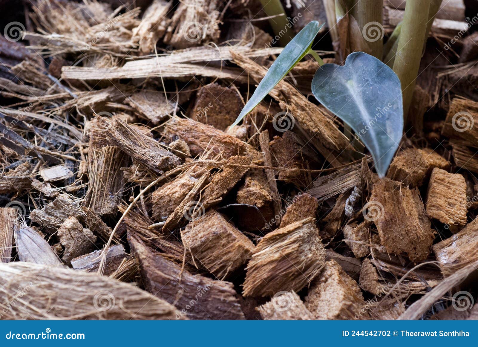 Pieces of Coconut Shells are Used As Plant Material. Stock Photo ...