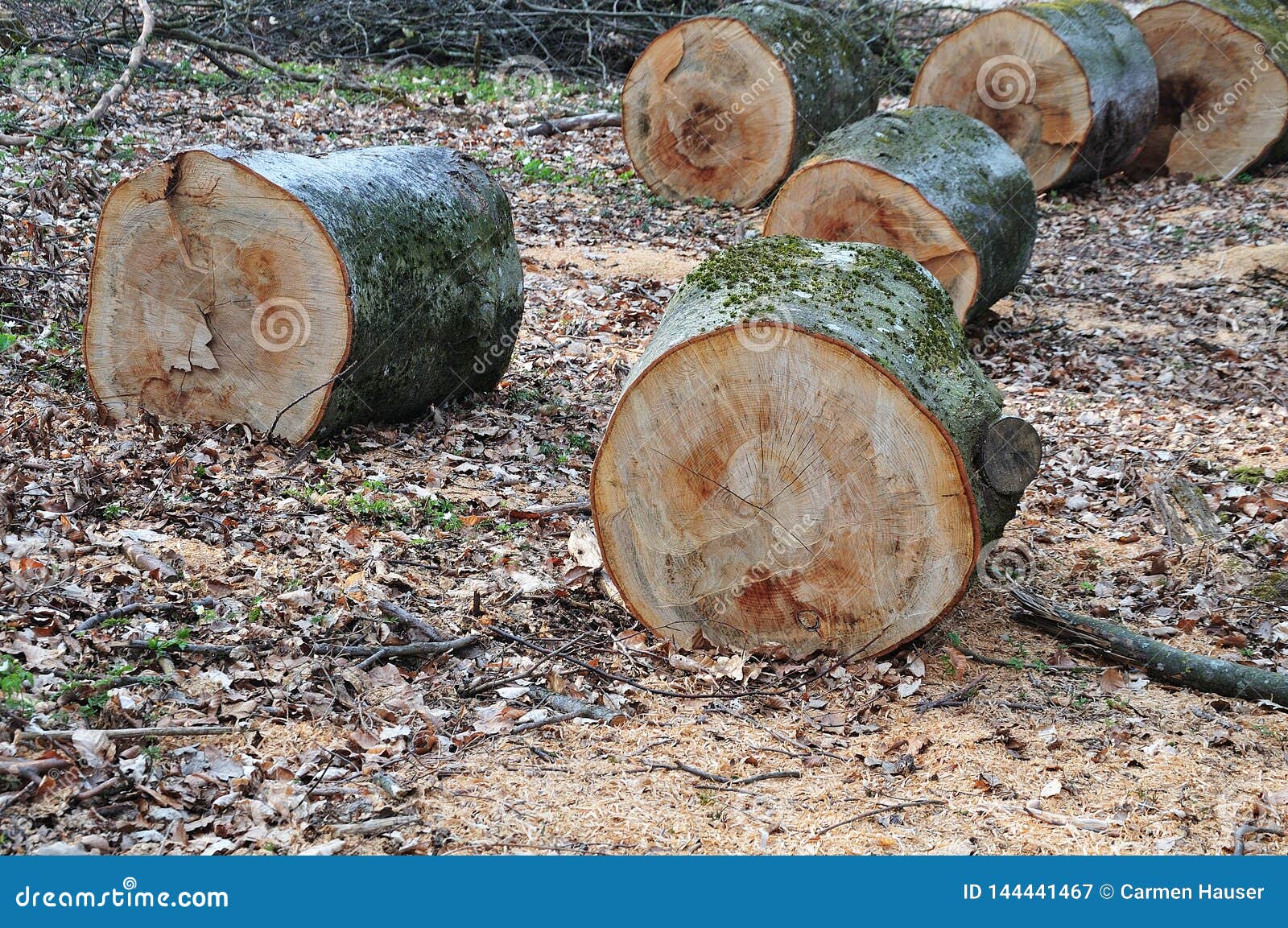Pieces of Cut Trunks of Beech Trees Lying on Forest Floor Stock Image ...
