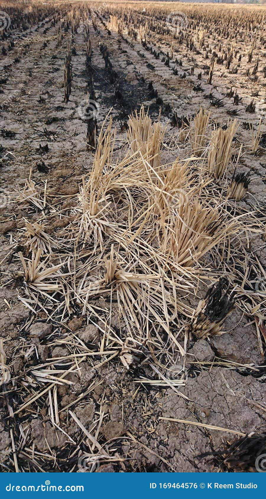 Pieces of Dry Straw in a Cracked Rice Field Stock Photo - Image of asia ...