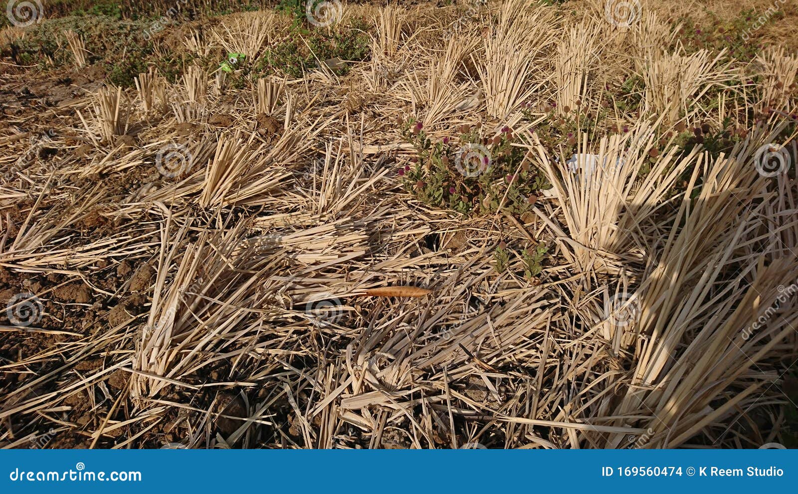 Pieces of Dry Straw in the Scattered Fields Stock Photo - Image of ...