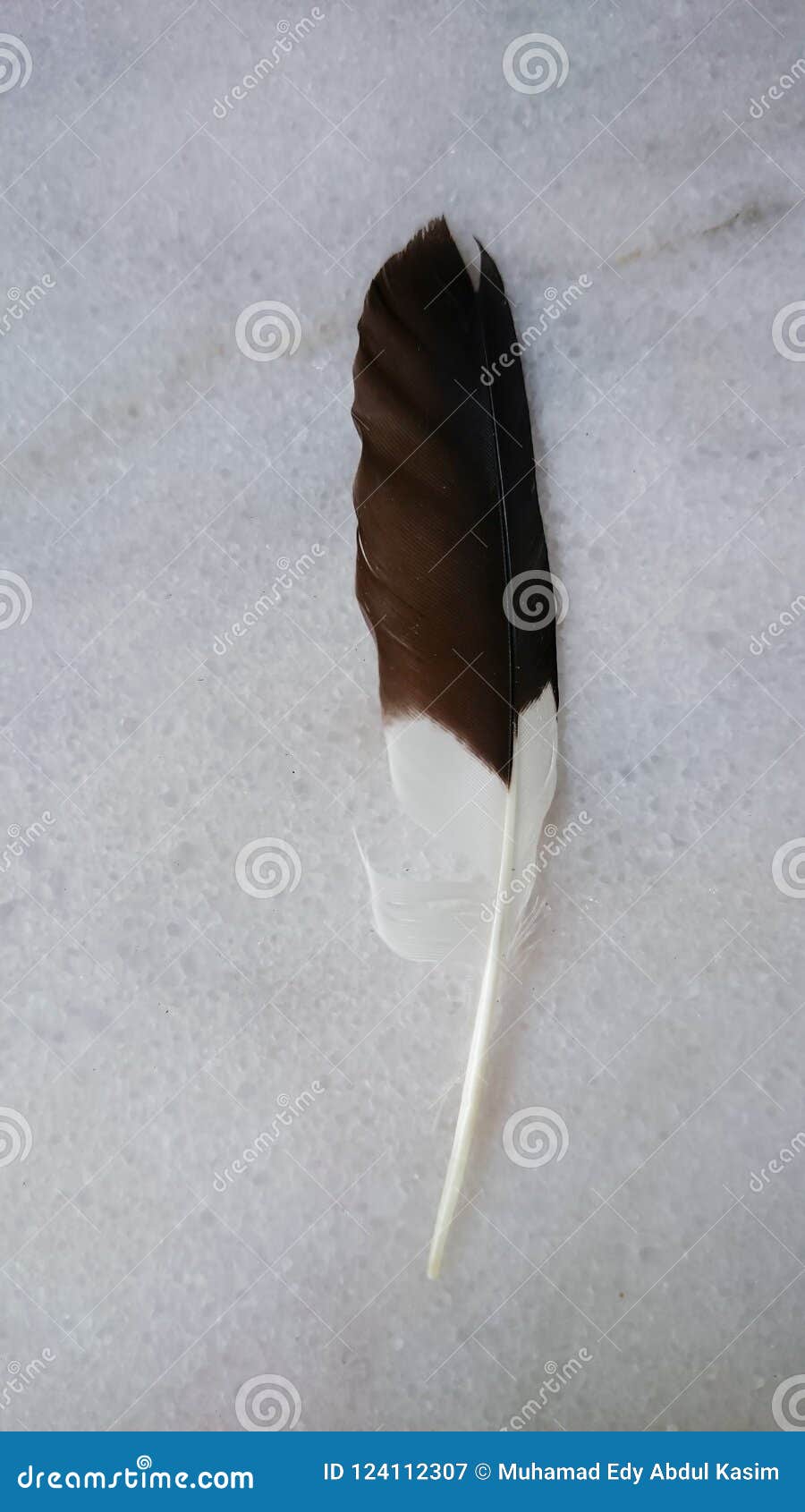 Fur of bird stock image. Image of concept, nature, decoration - 124112307